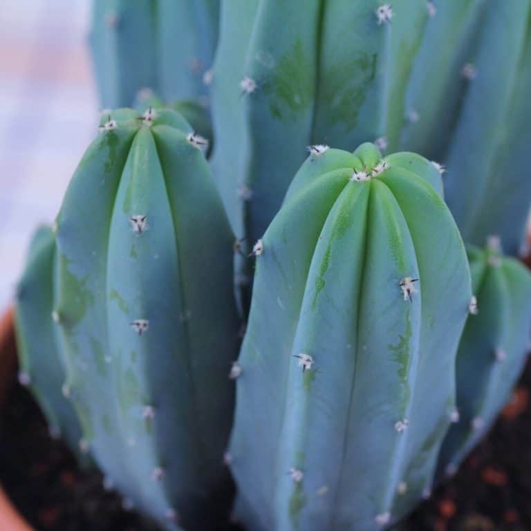 Blue Myrtle Cactus - Everything you need to know - The Garden Hows