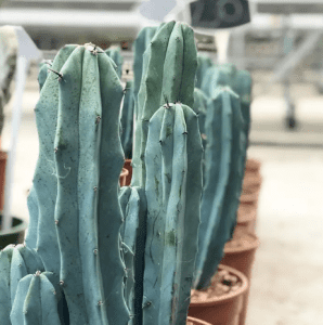 Blue Myrtle Cactus - Everything you need to know - The Garden Hows