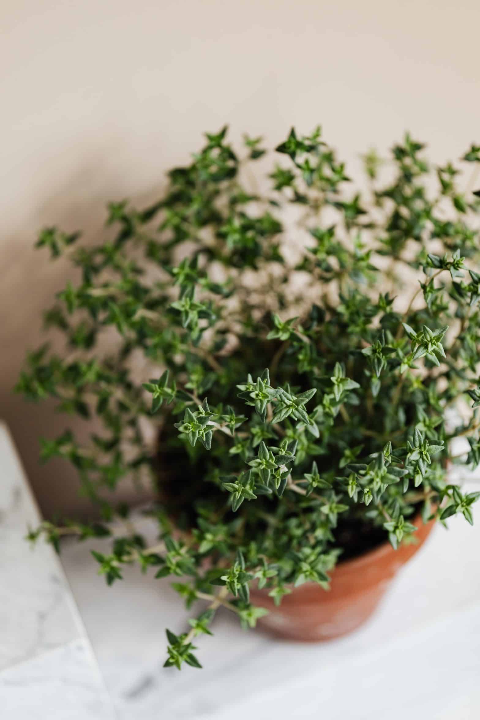The best way to revive a dying Thyme plant – The Garden Hows