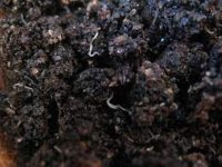 Clear Worms in Soil: Identification & Things you should know – The ...