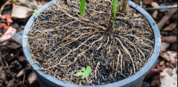 Plant Roots Showing: Here’s How To Fix It - The Garden Hows