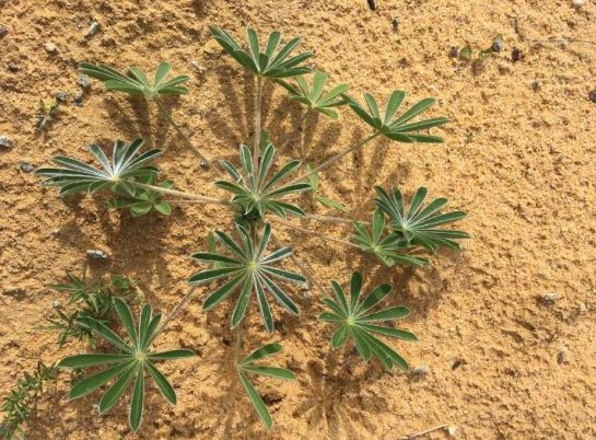 Can Plants Grow in Sand? Yes! Here’s what to do – The Garden Hows