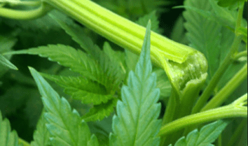 Broken Plant Stem: Causes and Easy Fixes - The Garden Hows