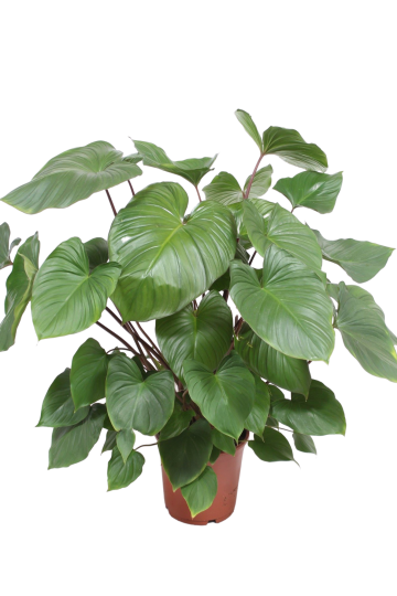 Homalomena – Care Guide & Info – The Garden Hows