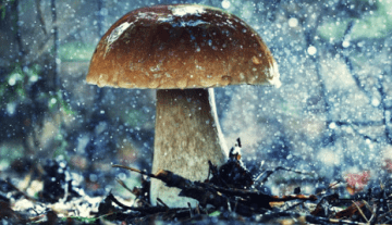 How to water Mushrooms? Here’s how & why it’s recommended - The Garden Hows