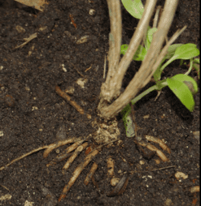 Plant Roots Showing: Here’s How To Fix It - The Garden Hows