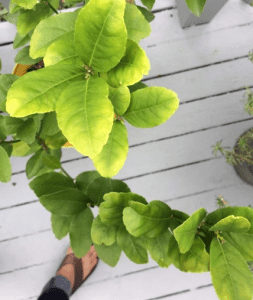 Pale Plant Leaves: Causes and Effective Fixes - The Garden Hows