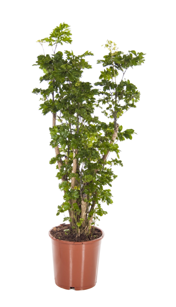 Polyscias - Care Guide & Info - The Garden Hows