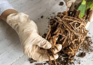 Plant Roots Broken: The Facts and What you should do – The Garden Hows