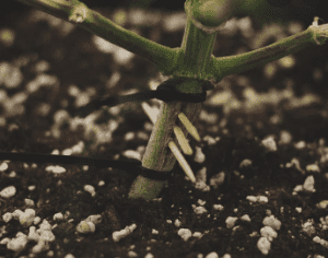 Why do Plant Stems Split? (Causes and Solutions) – The Garden Hows