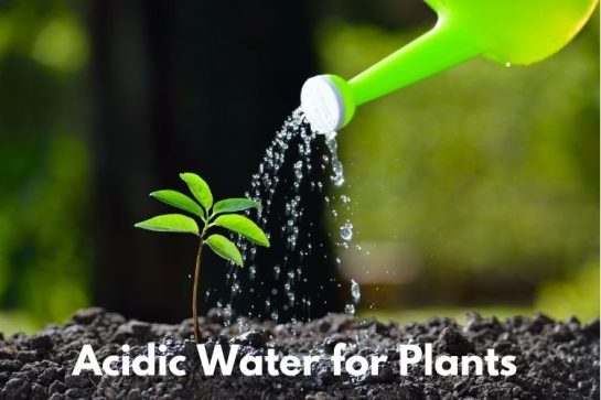 Acidic Water For Plants: The Pros and Cons Explained – The Garden Hows