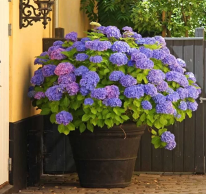 How to Grow Hydrangeas in Pots (5 Useful Tips) – The Garden Hows