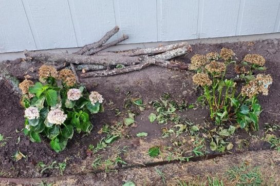 Why is My Hydrangea Dying? (6 Solutions That Actually Work) – The ...