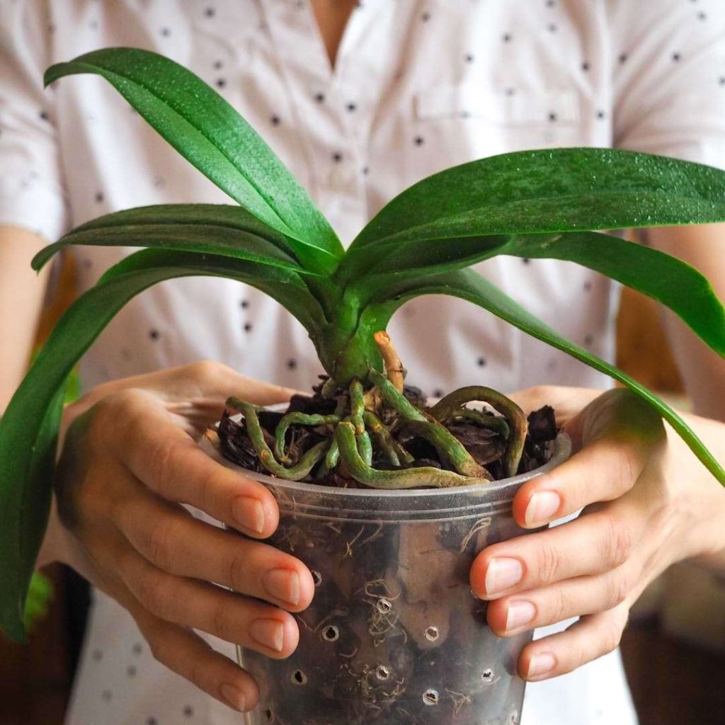 How to Tell if Orchids are Over or Under Watered (With Photos) – The ...