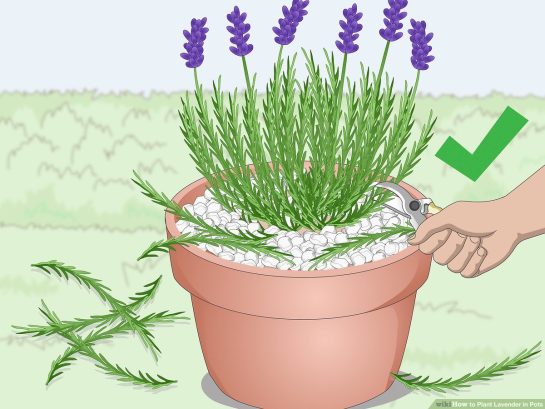 Lavender Care: How to Grow Lavender in Pots and Containers – The Garden ...