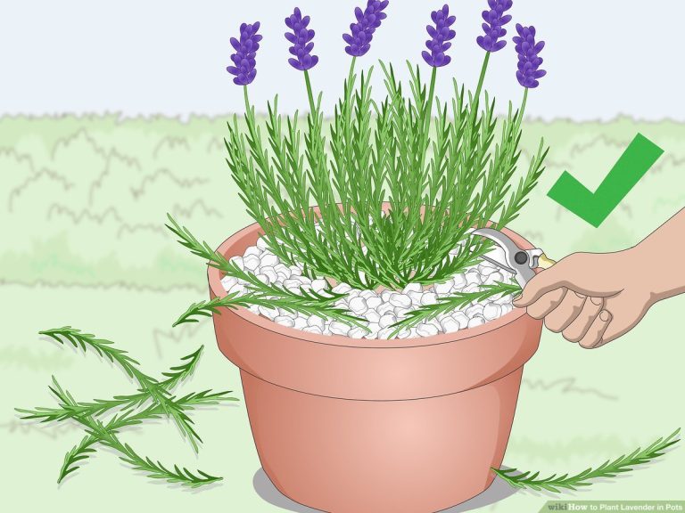 Lavender Care: How to Grow Lavender in Pots and Containers – The Garden ...