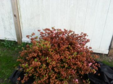 Why is My Potted Azalea Dying? (7 Reasons) – The Garden Hows