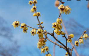 All Traditional Chinese Flowers & Their Cultural Meanings Today – The ...