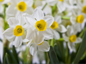 All Traditional Chinese Flowers & Their Cultural Meanings Today – The ...