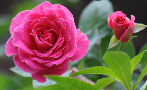 All Traditional Chinese Flowers & Their Cultural Meanings Today – The ...