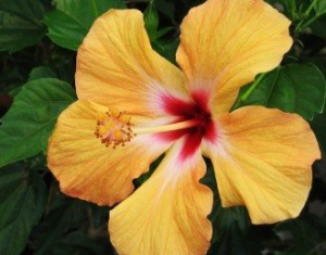 All Traditional Chinese Flowers & Their Cultural Meanings Today – The ...