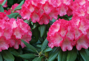 All Traditional Chinese Flowers & Their Cultural Meanings Today – The ...