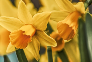 All Traditional Chinese Flowers & Their Cultural Meanings Today – The ...