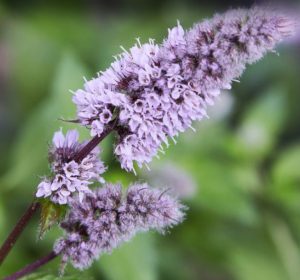 Why Is Your Mint Flowering? (And What You Should Do) – The Garden Hows