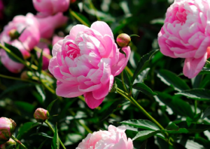 All Traditional Chinese Flowers & Their Cultural Meanings Today – The ...