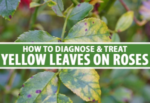 (9 Reasons) Why Rose Leaves Turn Yellow – The Garden Hows