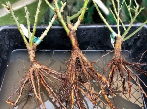 When to Plant Bare Root Roses? (How to Plant Successfully) - The Garden ...