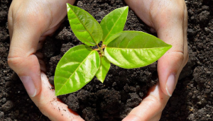 How to Make Plants Grow Faster -10 Easy Actionable Tips To Boost Plant ...